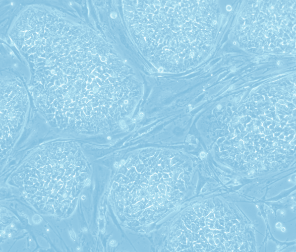 The Ethics of Preimplantation Genetic Testing | The Uehiro Oxford Institute